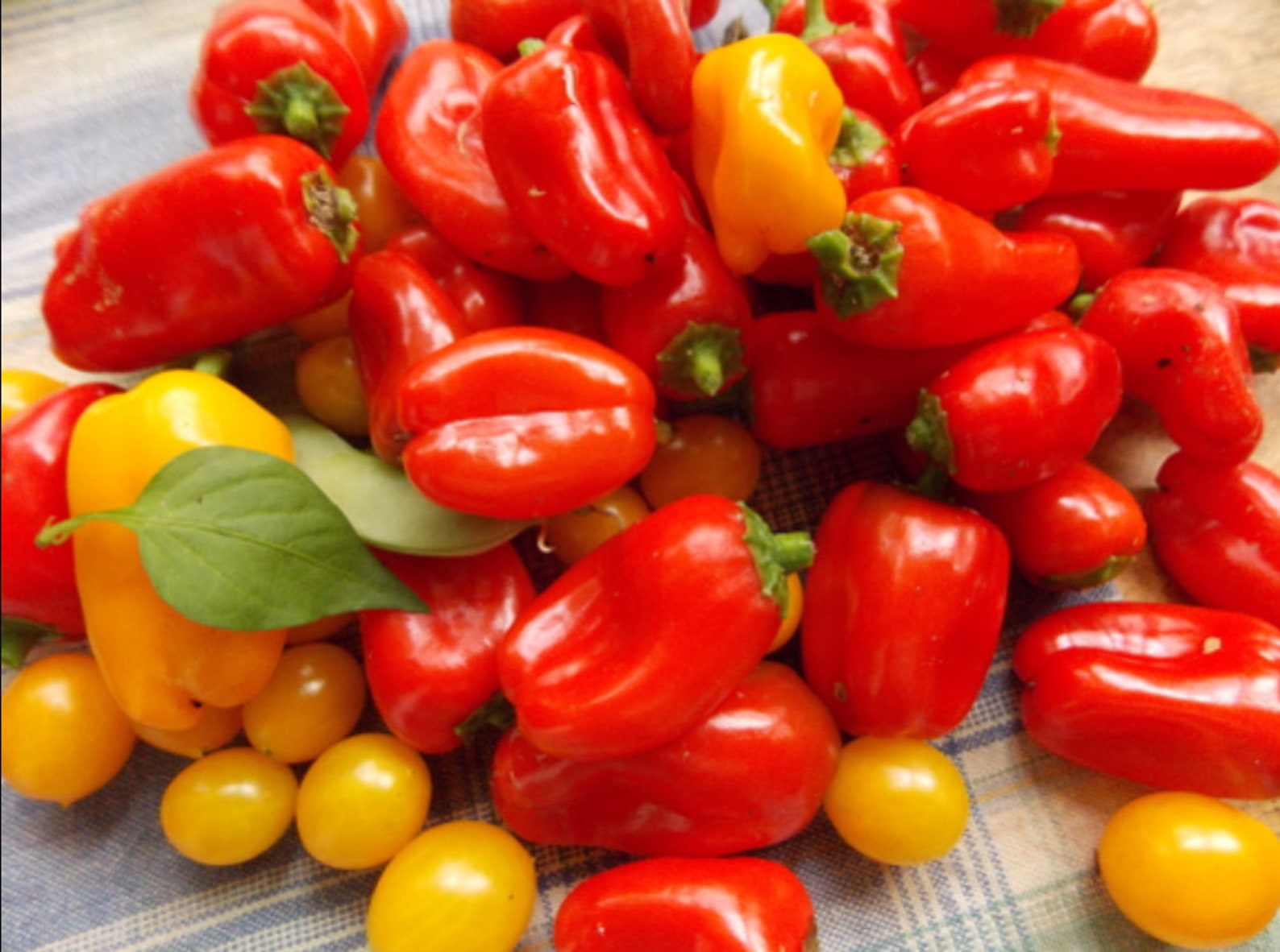 30+ Lunchbox Sweet Pepper Seeds – Heirloom Non-gmo Mini Bell Peppers ...