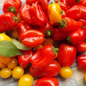 30+ Lunchbox Sweet Pepper Seeds – Heirloom Non-gmo Mini Bell Peppers ...