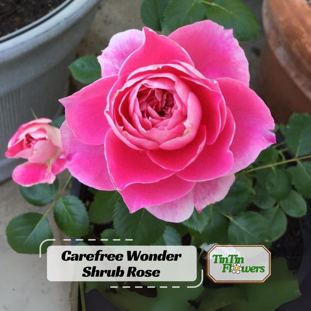 30+ Carefree Wonder Rose Seeds - Perennial - Fast Growing - Clumping ...