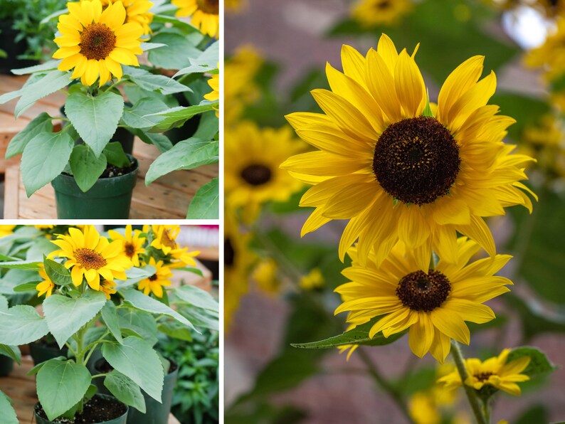 25+ Seeds-yellow Dwarf Sunflower Seeds -helianthus Annuus - Open ...
