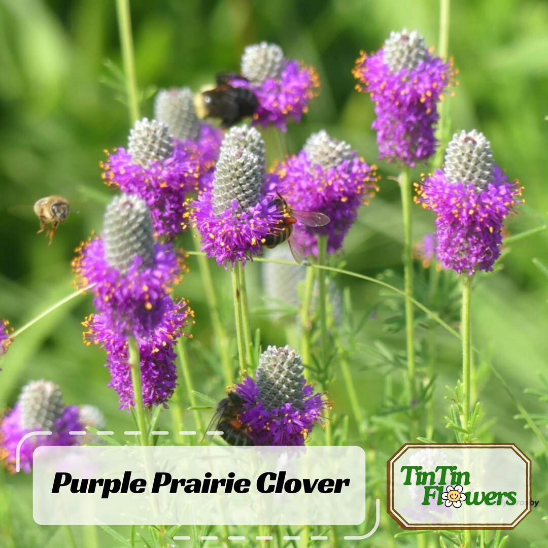 Purple Prairie Clover Seeds -authentic Seeds - Air Purifying - Clumping ...