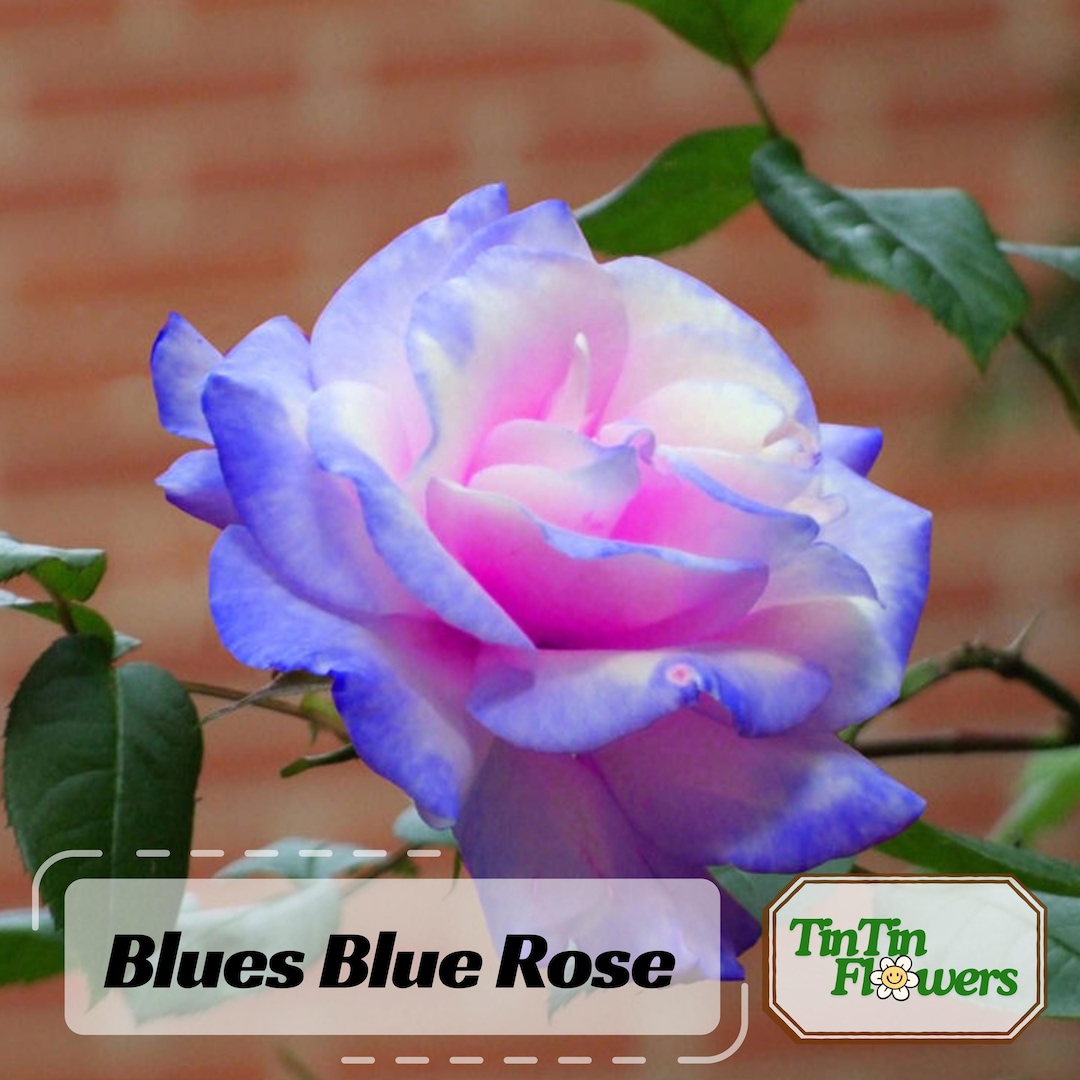 Blues Blue Rose Seeds --perennial - Authentic Seeds - Mix Seeds - Late ...