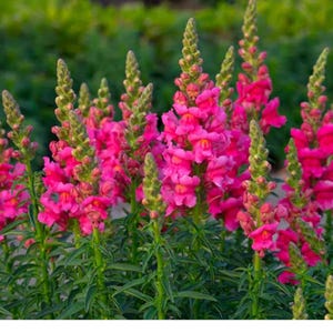 Dark Red Snapdragons Seeds - Cold Resistant - Potted - Attracts ...
