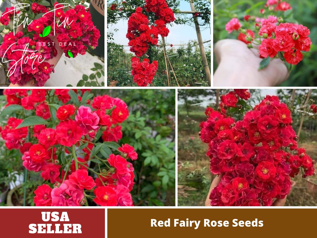 Red Fairy Rose Seeds perennial authentic Seeds-flowers organic. Non GMO ...