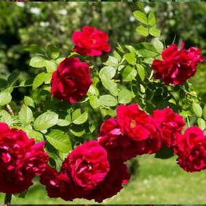 Red Climbing Rose Seedsperennial Authentic Seeds Mix Seeds Late Winter ...