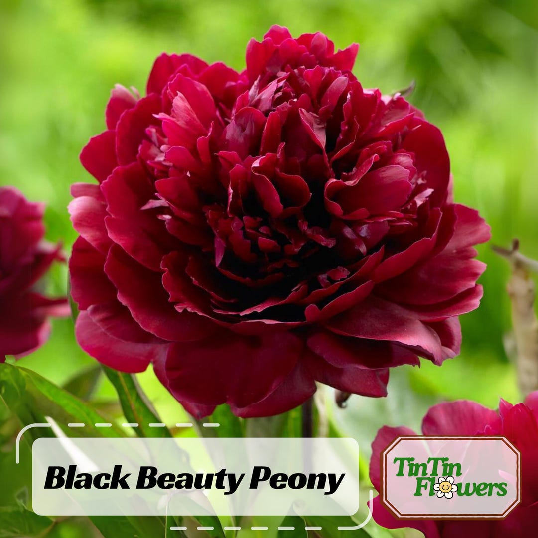 Black Beauty Peony Seeds -paeonia - Attract Butterflies - Open ...