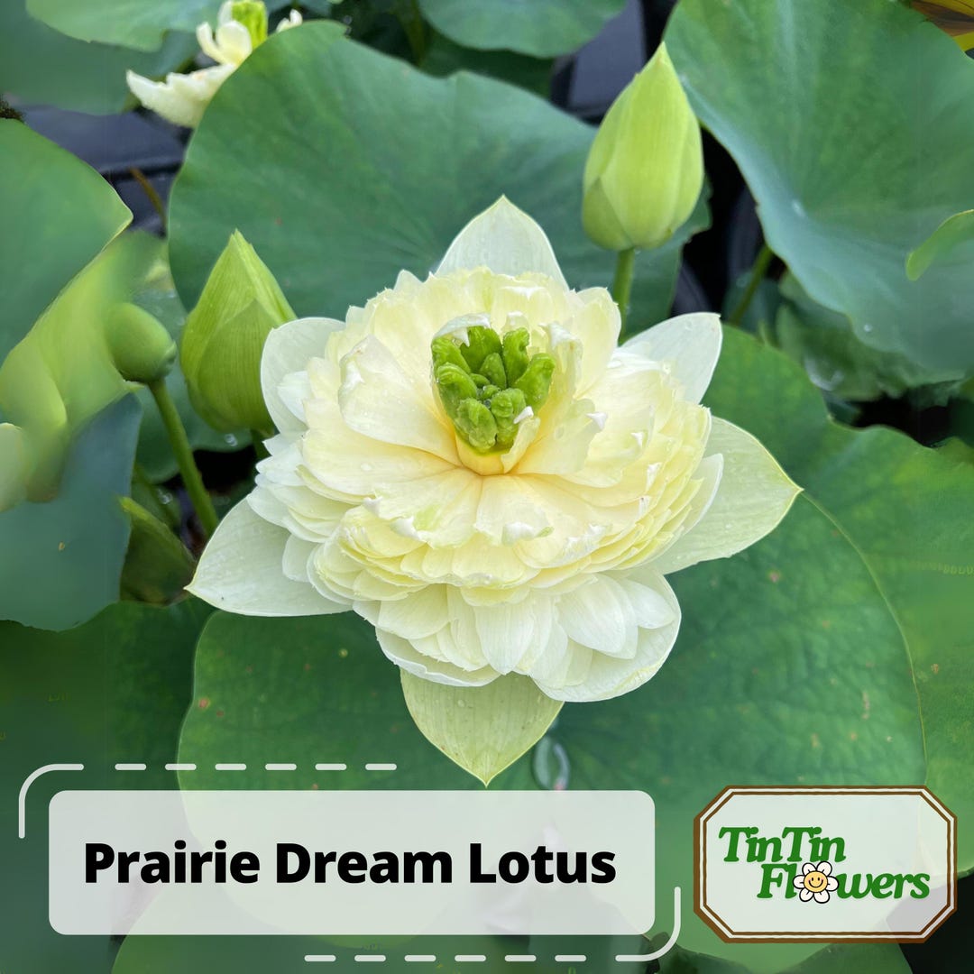 5+ Rare Seeds| Prairie Dream Lotus Seeds - Indian Lotus (nelumbo ...