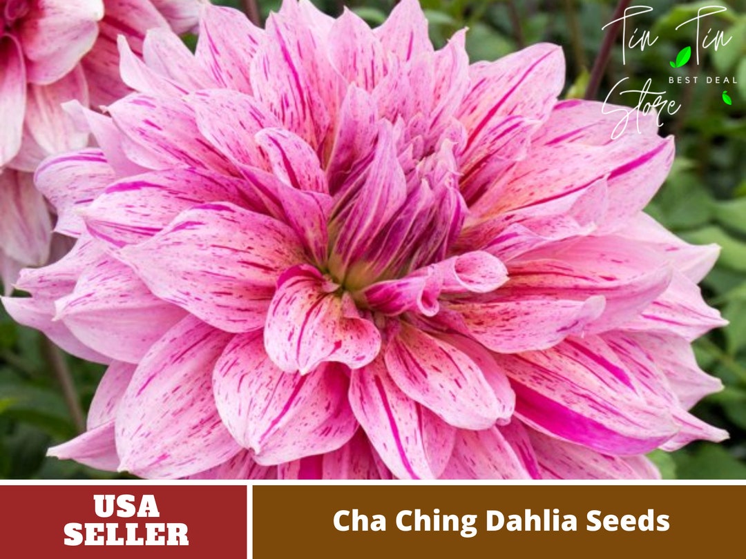 Cha Ching Dahlia Seeds Pollinator Friendly Open Pollinated Heirloom Flower Seeds Mix Seeds to ...