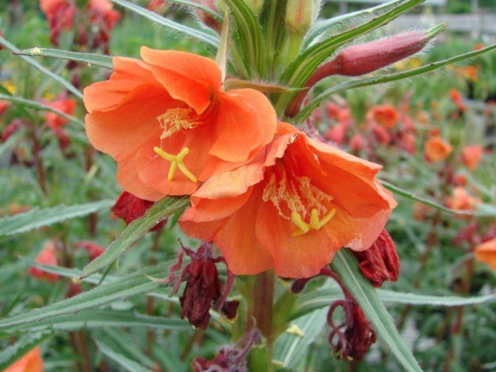 30s|oenothera Sunset Boulevard - Evening Primrose Seeds - Orange ...