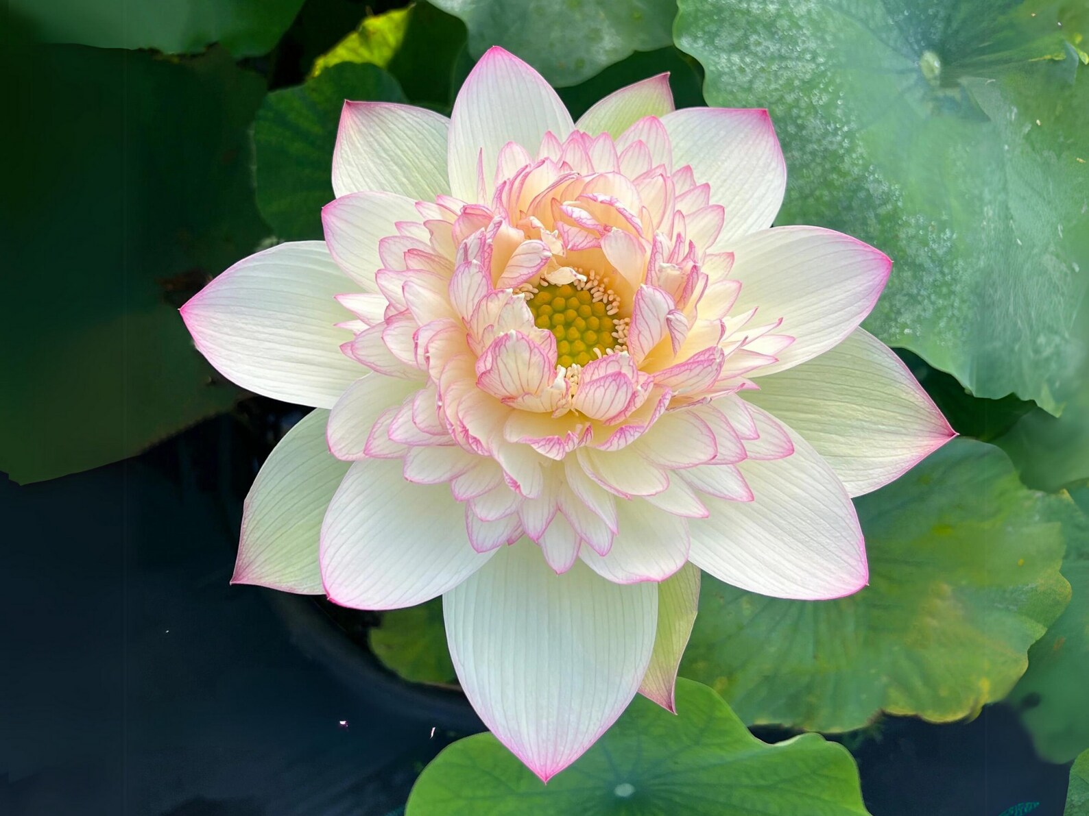 5+ Rare Seeds| Xin Jin Xia Lotus Seeds - Indian Lotus (nelumbo Nucifera ...