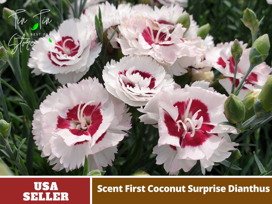 Scent First Coconut Surprise Dianthus Carnations dianthus Seeds ...