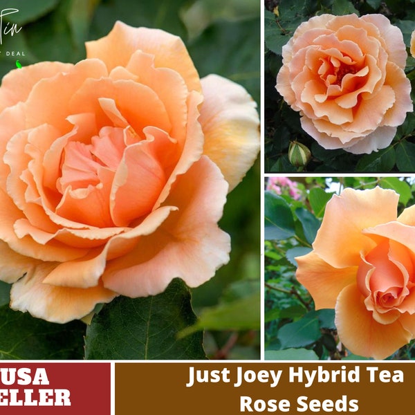 Just Joey Roses - Etsy