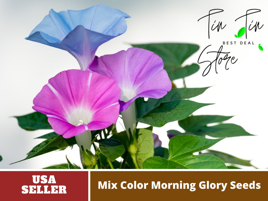 Mix Color Morning Glory Seeds authentic Seeds-flowers organic. Non GMO ...