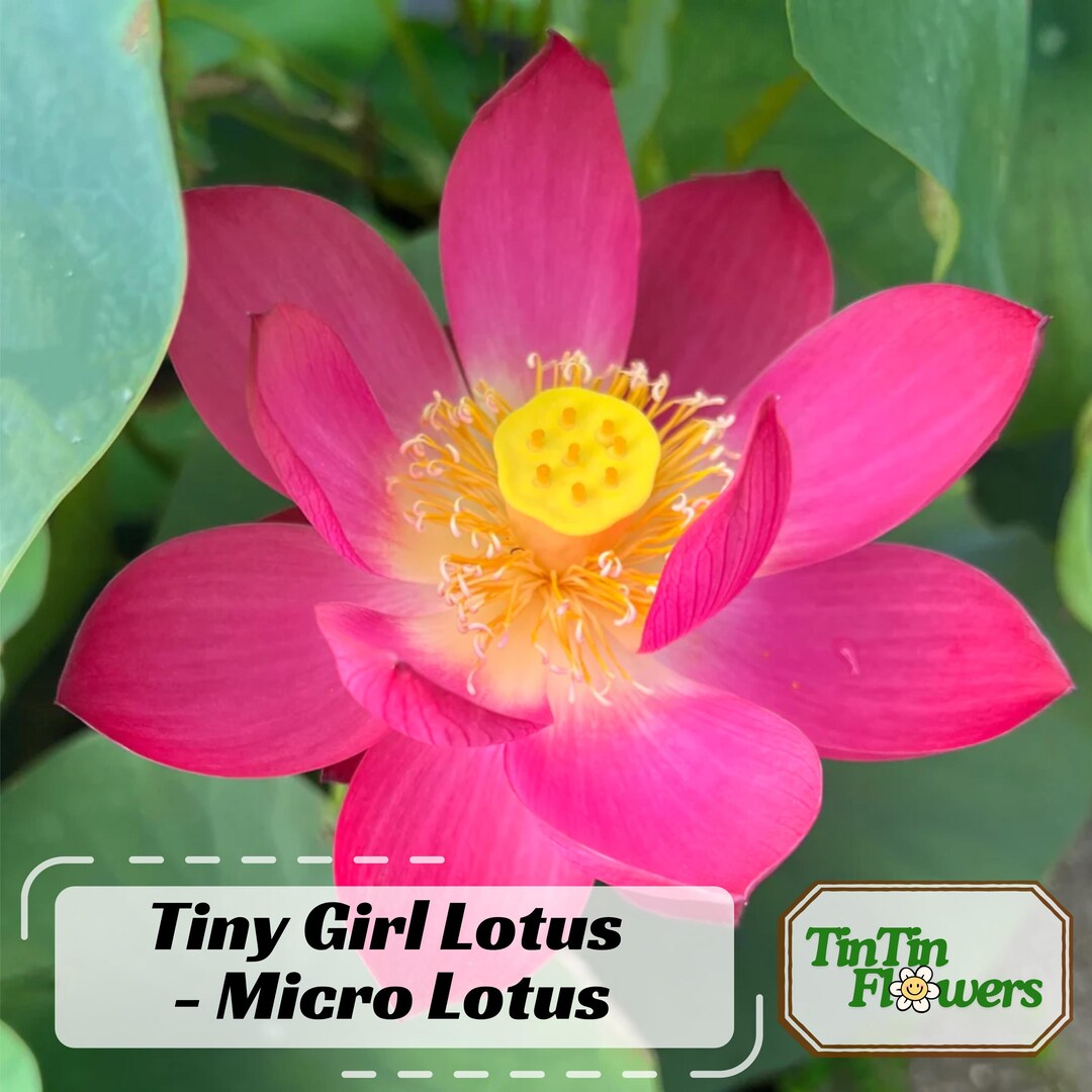 5+ Rare Seeds| Tiny Girl Lotus - Micro Lotus Seeds - Indian Lotus ...