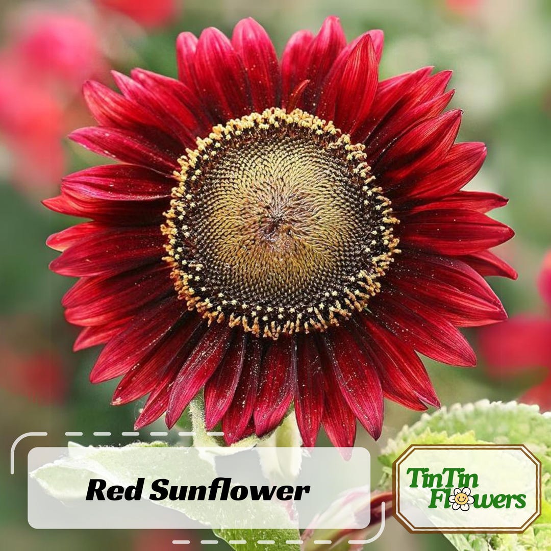 Procut Red Sunflower Seeds-helianthus Annuus - Open-pollinated ...