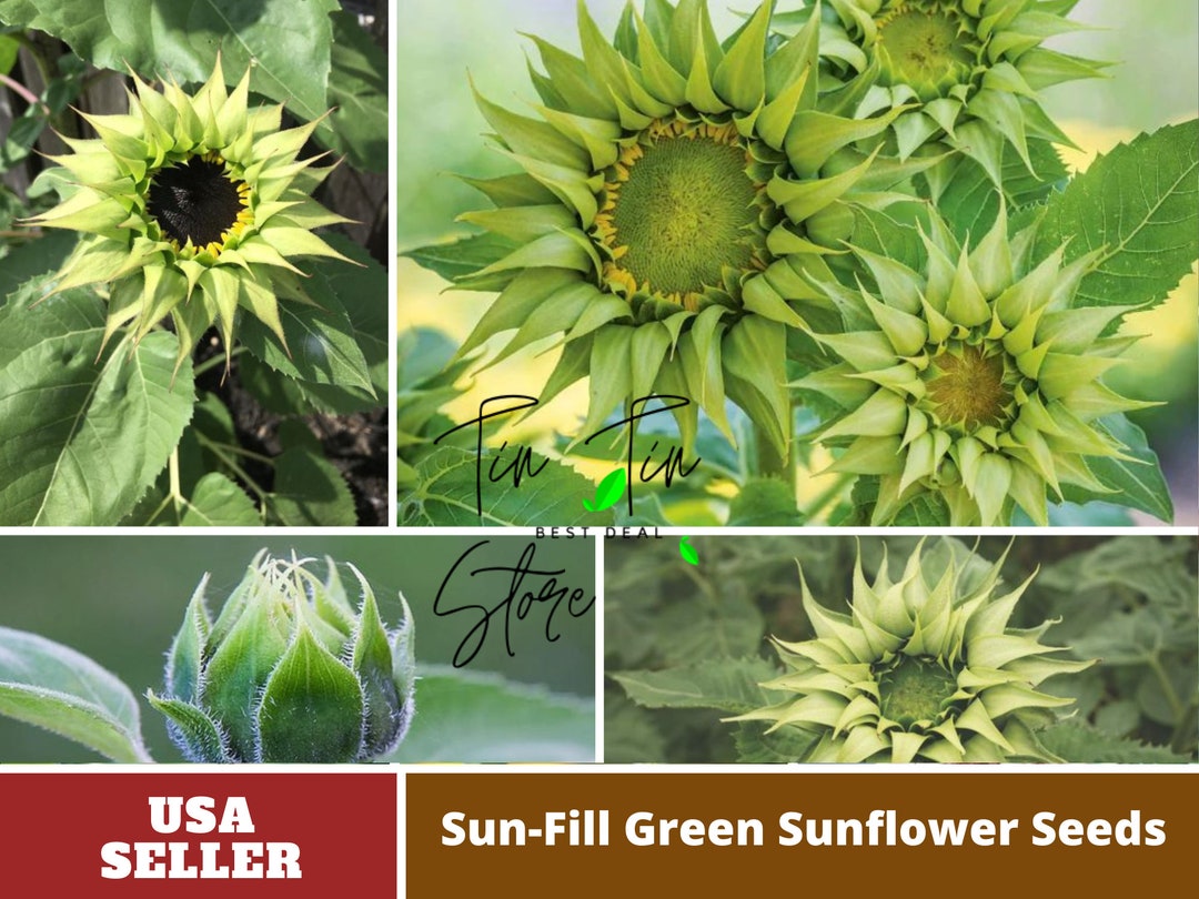 Sun-fill Green Sunflower Seeds-helianthus Annuus Open-pollinated ...