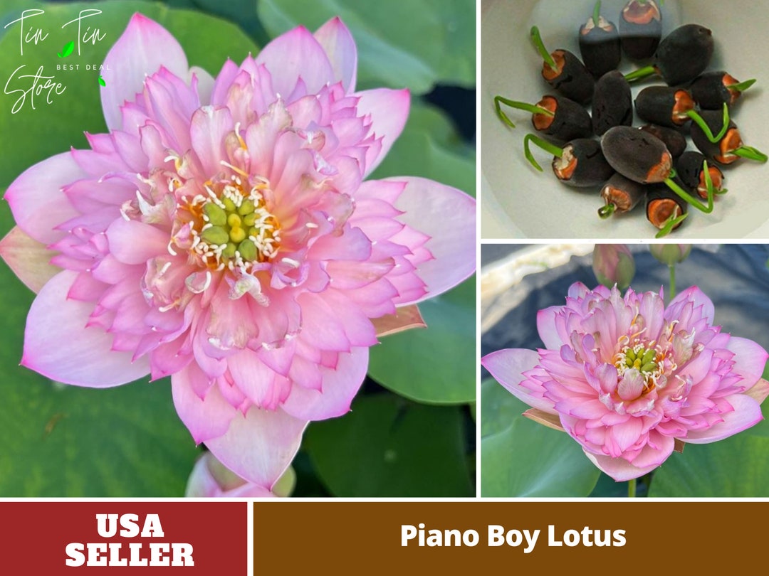 5 Rare Seeds Piano Boy Lotus Seeds Indian Lotus nelumbo Nucifera Seeds ...