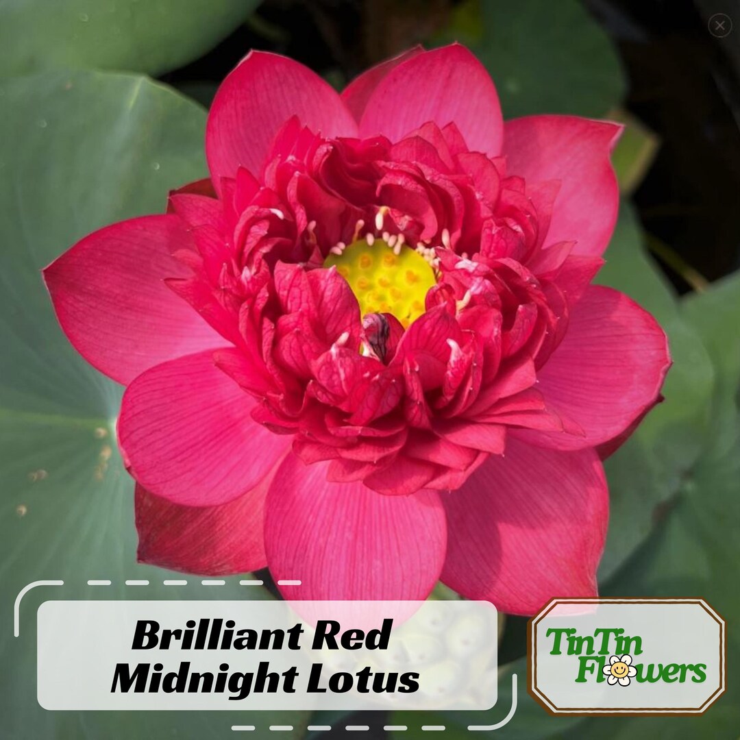 5 Rare Seeds| Brilliant Red Midnight Lotus Seeds - Red Commander Lotus ...