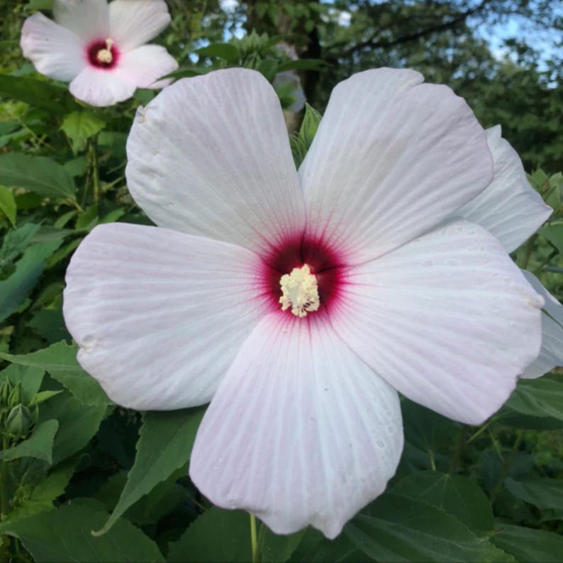Luna White Rose Mallow Seeds - Hibiscus Moscheutos - Pure White Giant ...