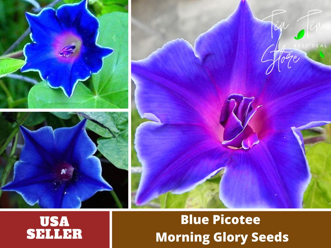 Blue Picotee Morning Glory Seeds authentic Seeds-flowers organic.non ...