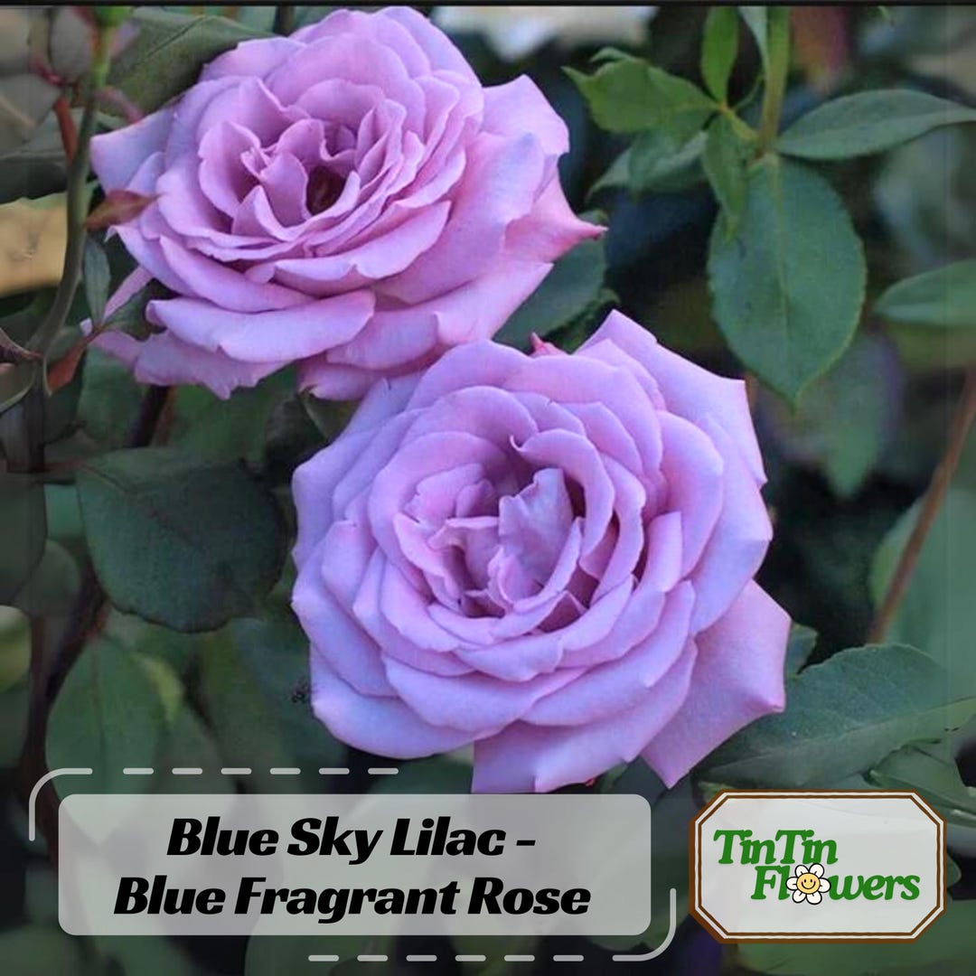 Blue Sky Lilac-blue Fragrant Rose Seeds-perennial - Authentic Seeds ...