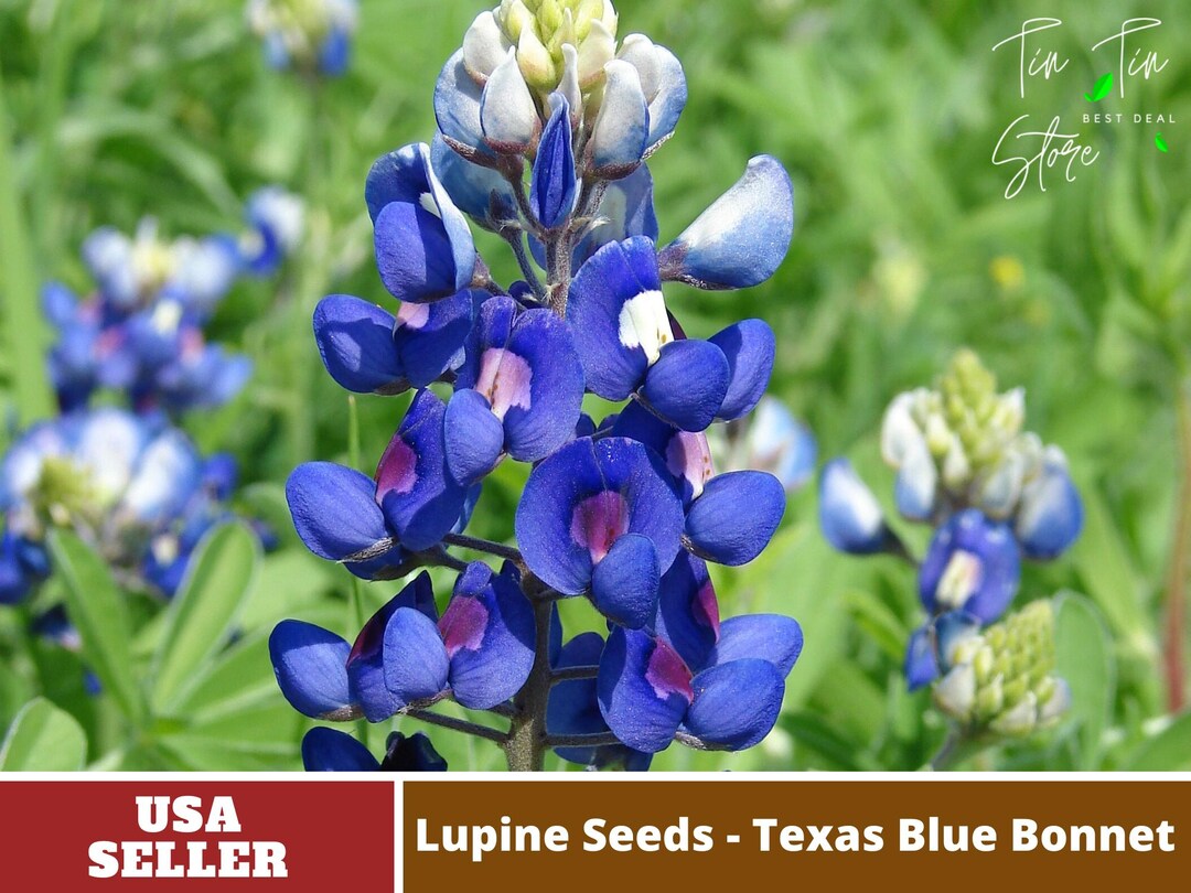 Lupine Seeds Texas Blue Bonnet-bluebonnet Authentic Open-pollinated ...