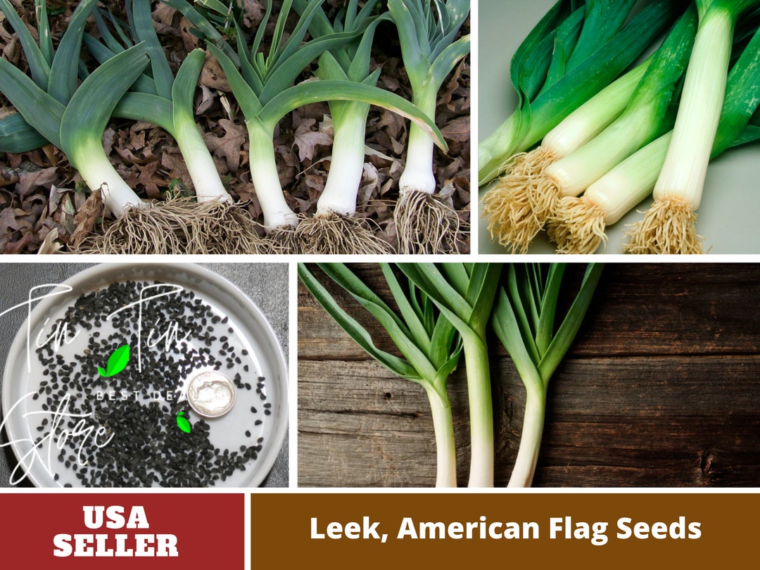 Leek, American Flag Seeds-perennial authentic Seeds-flowers organic ...