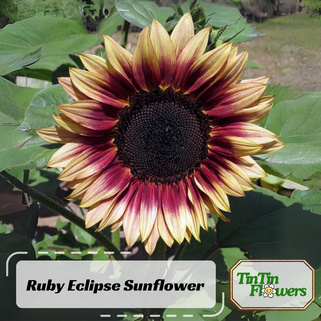 25+ Seeds-ruby Eclipse Sunflower Seeds-annuals-authentic Seeds-flowers ...