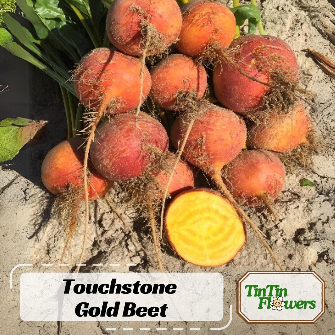 Touchstone Gold Beet Seeds -perennial -authentic Seeds-flowers -organic ...