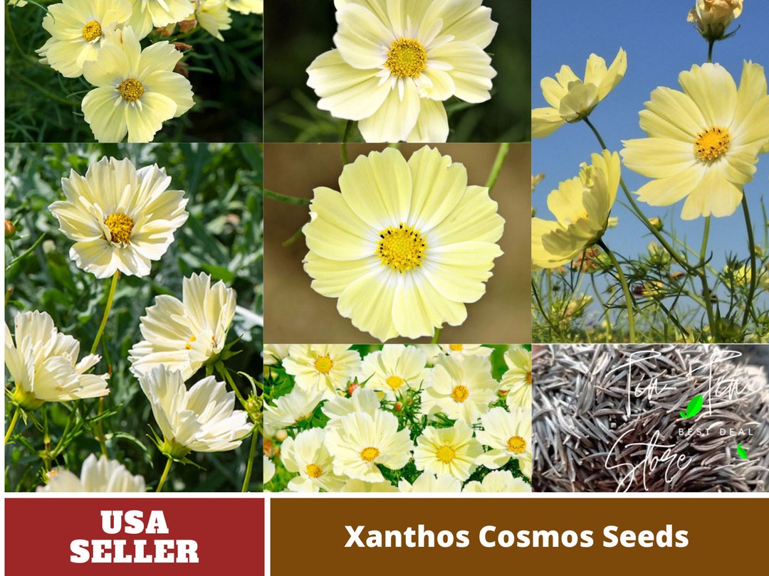 Light Yellow Xanthos Cosmos Seeds Authentic Seeds-flowers-seeds-cosmos ...