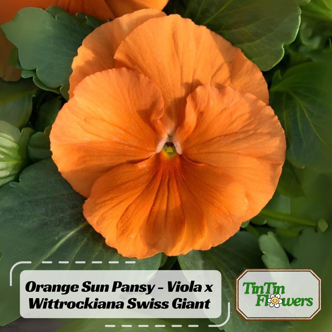 Orange Sun Pansy - Viola X Wittrockiana Swiss Giant Seeds - Cold ...