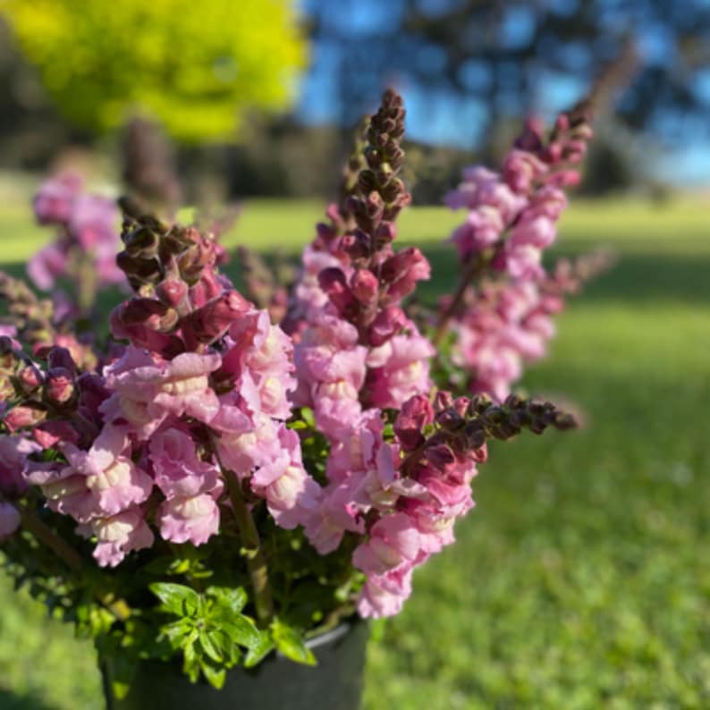 Costa Lavender Snapdragon Seeds - Attracts Pollinators -cut Flowers ...