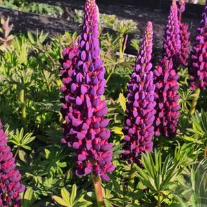 30 Seeds| Masterpiece Lupine Seeds - Lupinus - Bluebonnet - Authentic ...