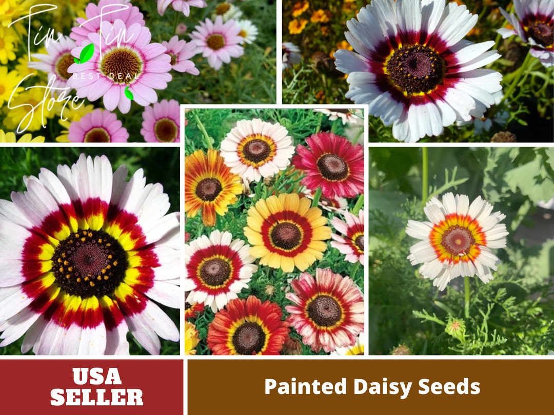 Painted Daisy Seeds Chrysanthemum Seeds-perennial authentic Seeds ...
