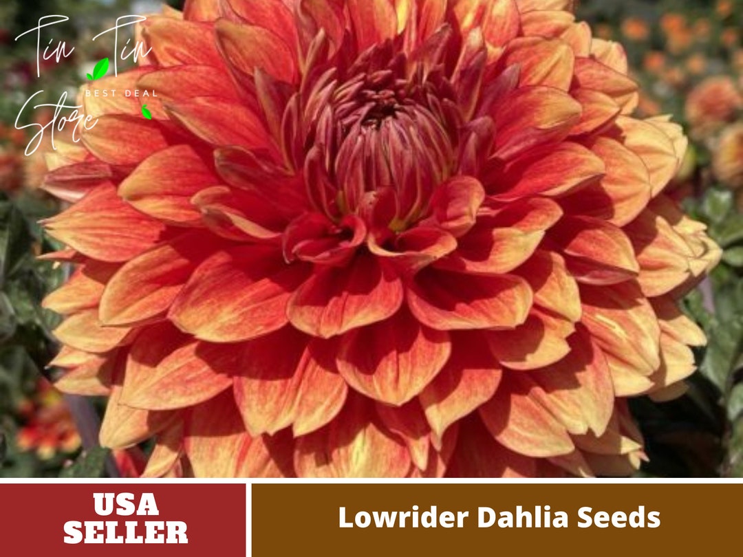 Lowrider Dahlia Seeds Pollinator Friendly Open Pollinated Heirloom ...