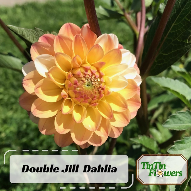 Double Impatiens Seeds - Etsy