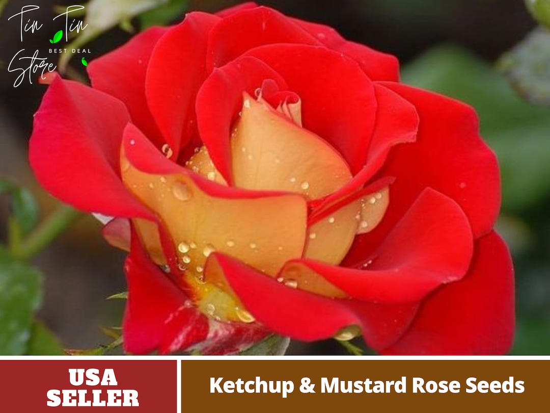 Red Rose Seeds-perennial authentic Seeds-flowers organic. Non GMO ...