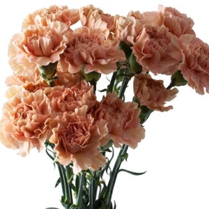 30+ Toffee Beige Carnations - Dianthus Seeds - Container - Balcony ...