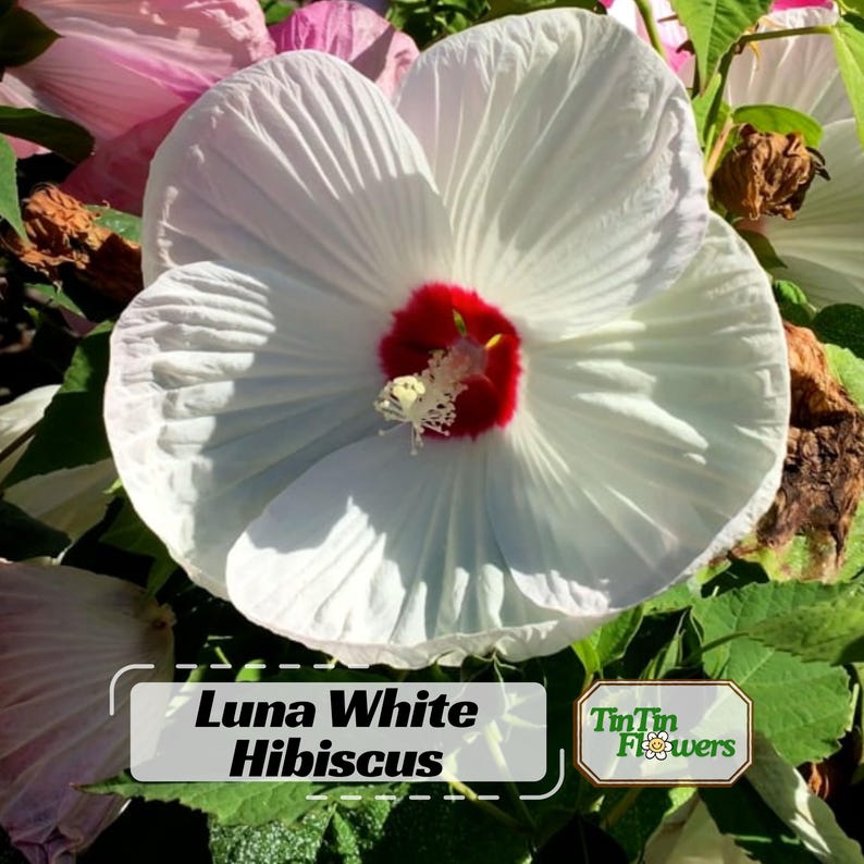 Luna White Rose Mallow Seeds - Hibiscus Moscheutos - Pure White Giant ...