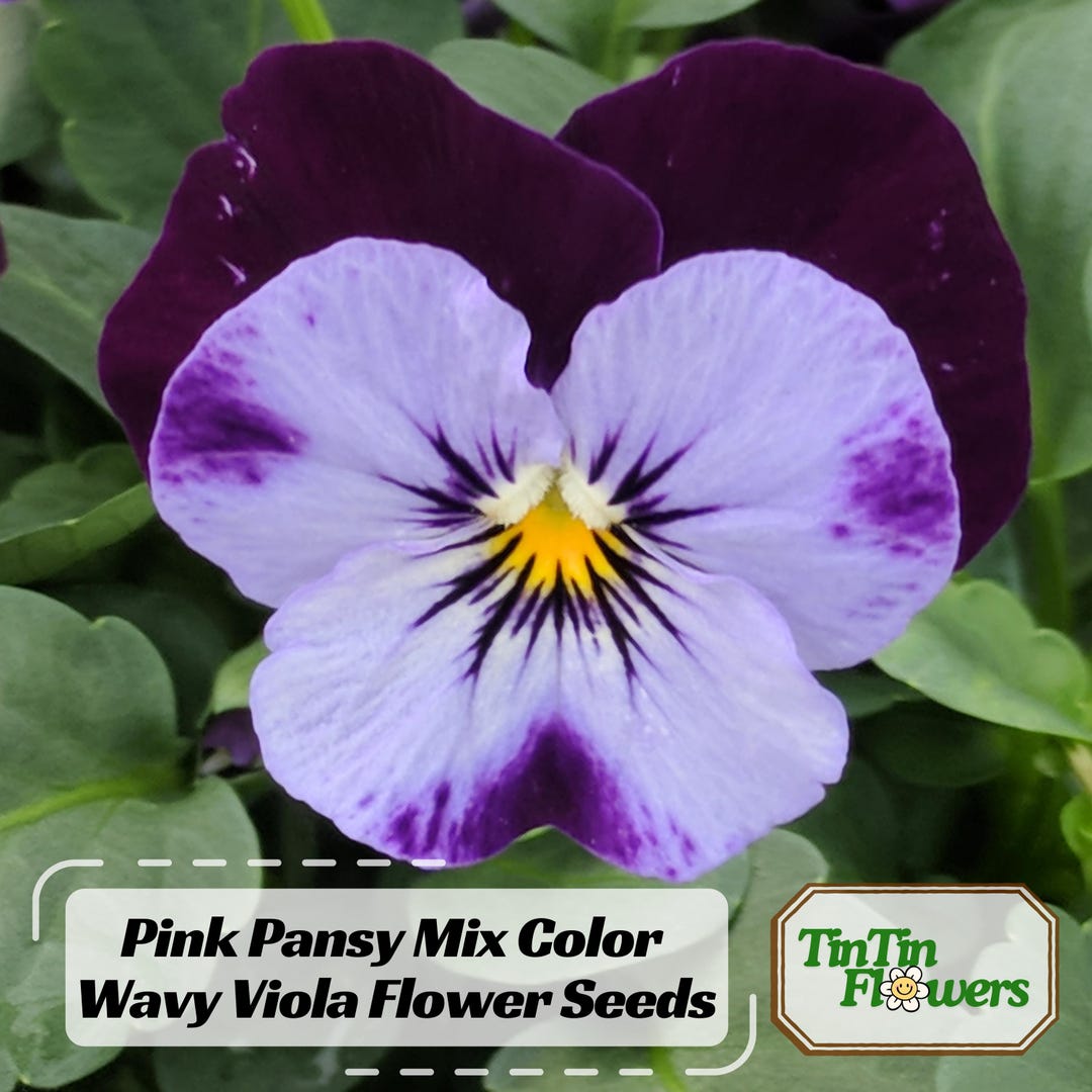 Pink Pansy Mix Color Wavy Viola Flower Seeds - Cold Resistant - Self ...