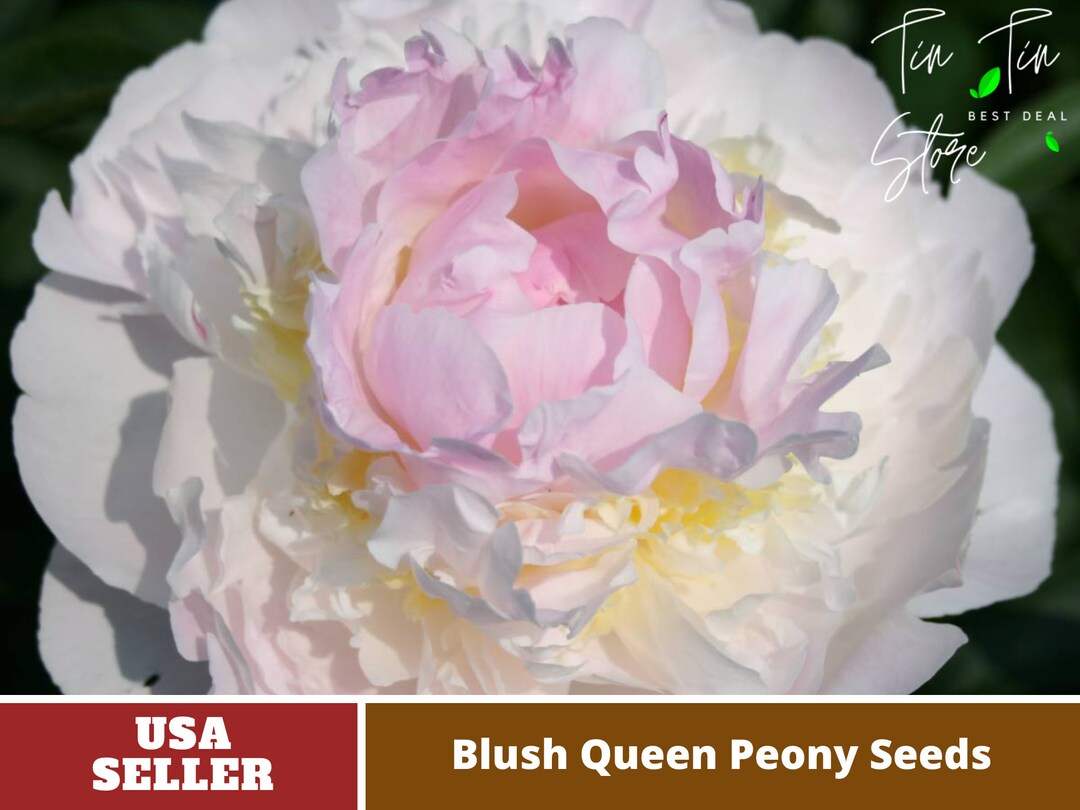 Blush Queen Peony Seeds perennial Perennial Paeonia Attract Butterflies ...