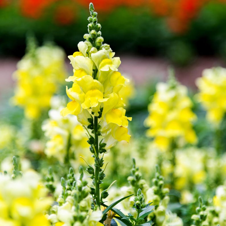 Yellow Rocket Snapdragons Seeds - Cold Resistant - Potted - Attracts ...