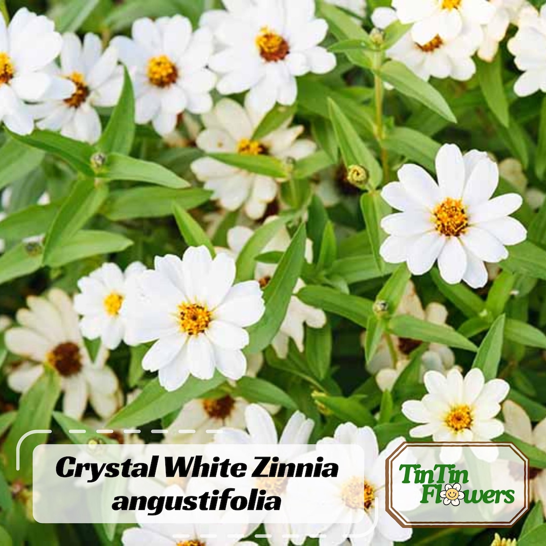 30+ Crystal White Zinnia Angustifolia Seeds - Authentic -open ...