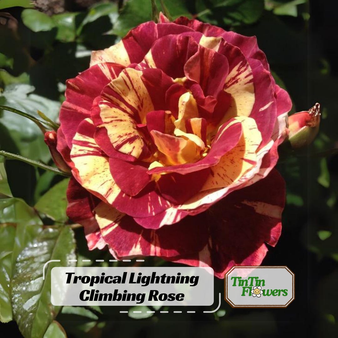 30+ Tropical Lightning Climbing Rose Seeds- Perennial - Authentic Seeds ...