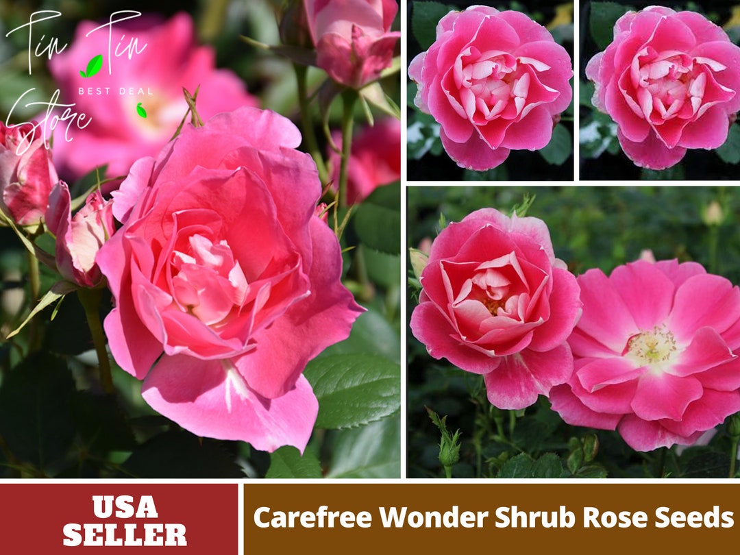 Pink Carefree Wonder Rose Seeds-perennial authentic Seeds-flowers ...