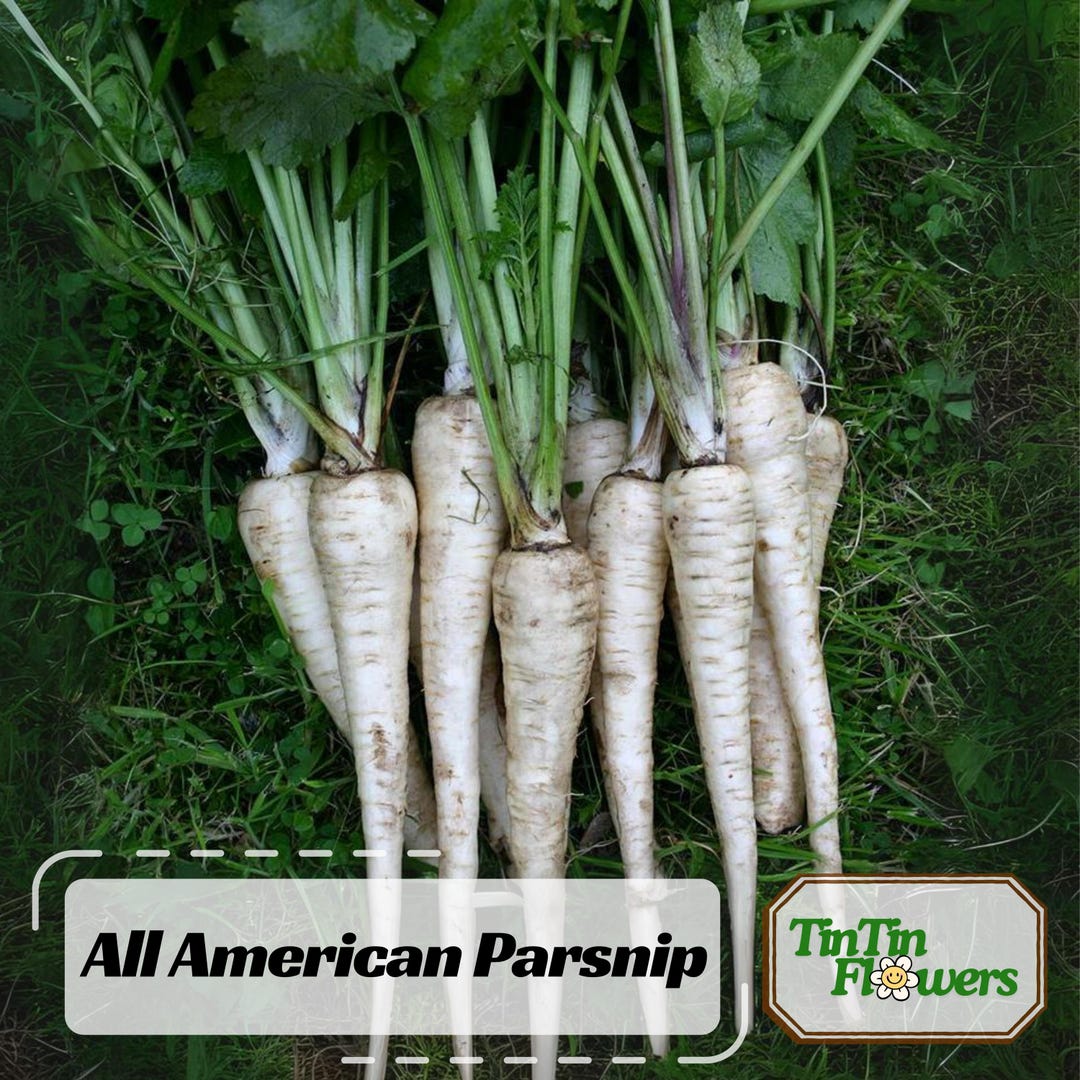 All American Parsnip Seeds- Flower Seeds~ Vegetable Seeds~ Asian Garden ...