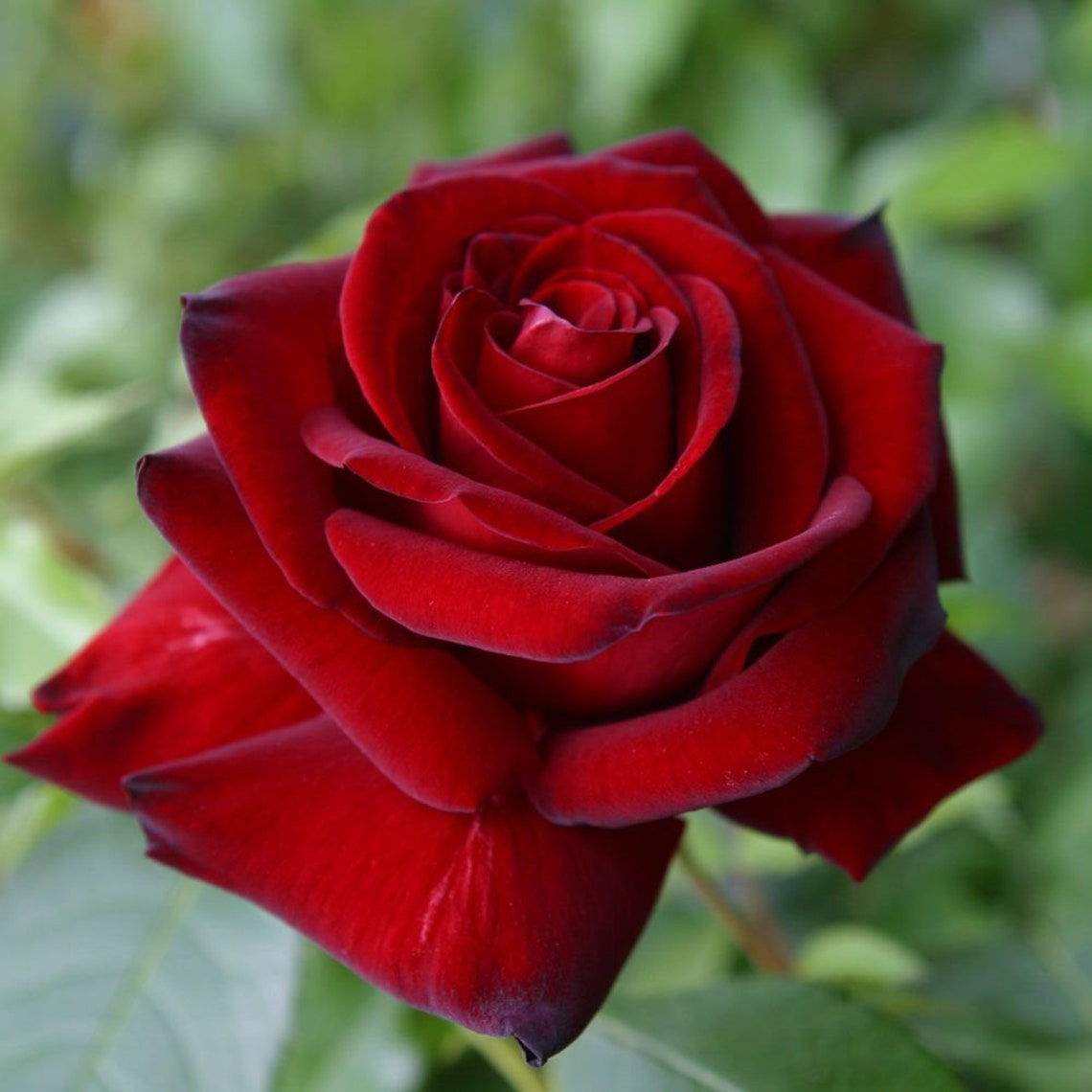 30 Seeds Black Magic Hybrid Tea Rose Flower Seeds1058-buy 4 - Etsy