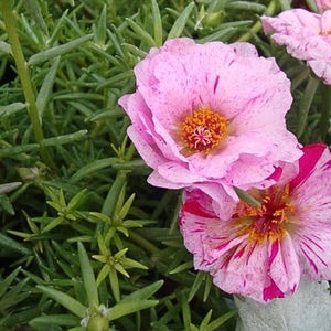 Moss Rose Seeds - Peppermint - Portulaca Seeds - Drought Resistant ...