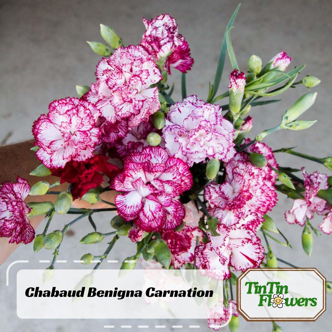 30 Seeds| Chabaud Benigna Carnations - Dianthus Seeds - Container ...