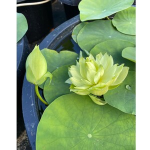 5+ Rare Seeds| Prairie Star Mini Lotus Seeds - Indian Lotus (nelumbo ...